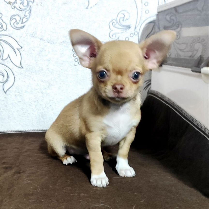 Чихуахуа, щенок