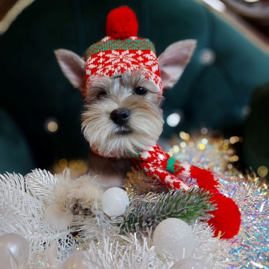 Той шнауцер