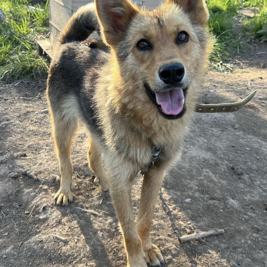 Собаки бесплатно в добрые руки