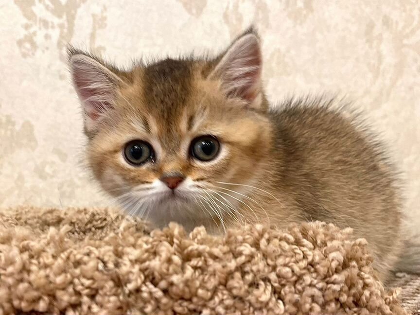 Золотая Велюровая Девочка Очень Сладкая