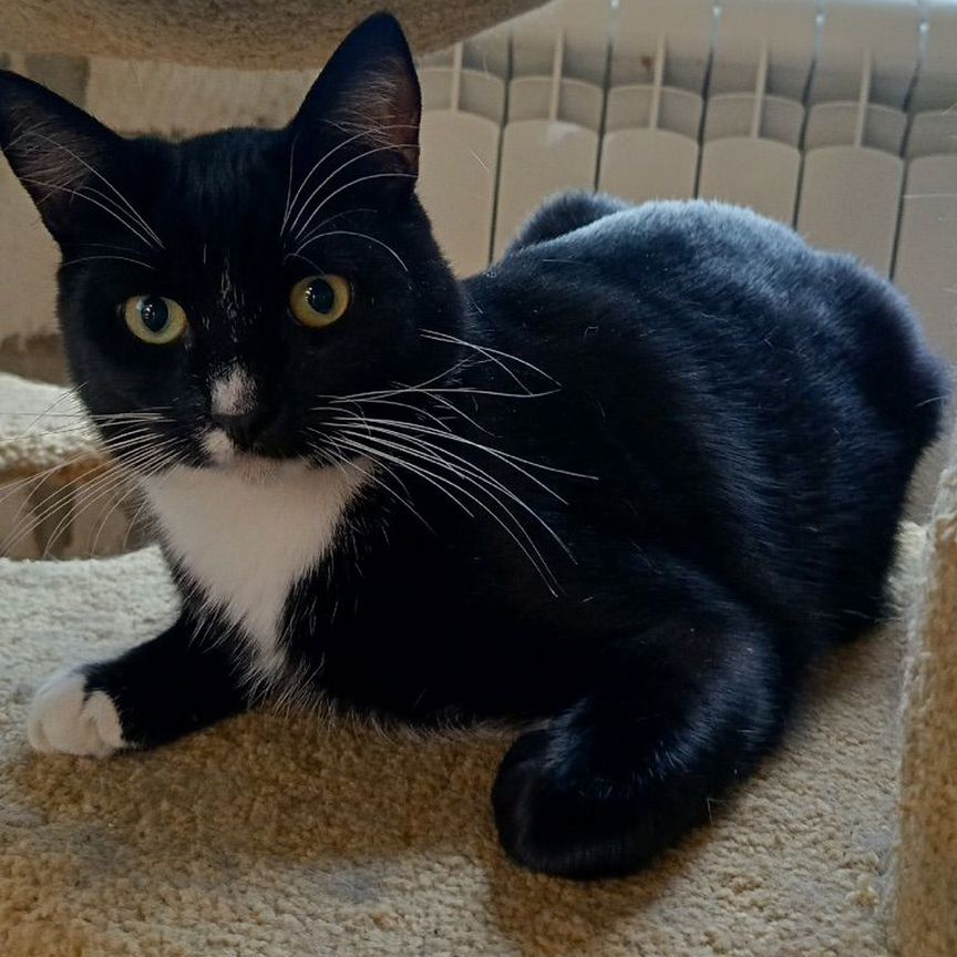 Взрослый кот в добрые руки