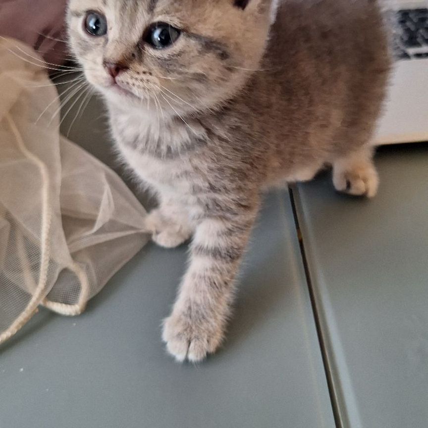 Шотландская кошка бесплатно