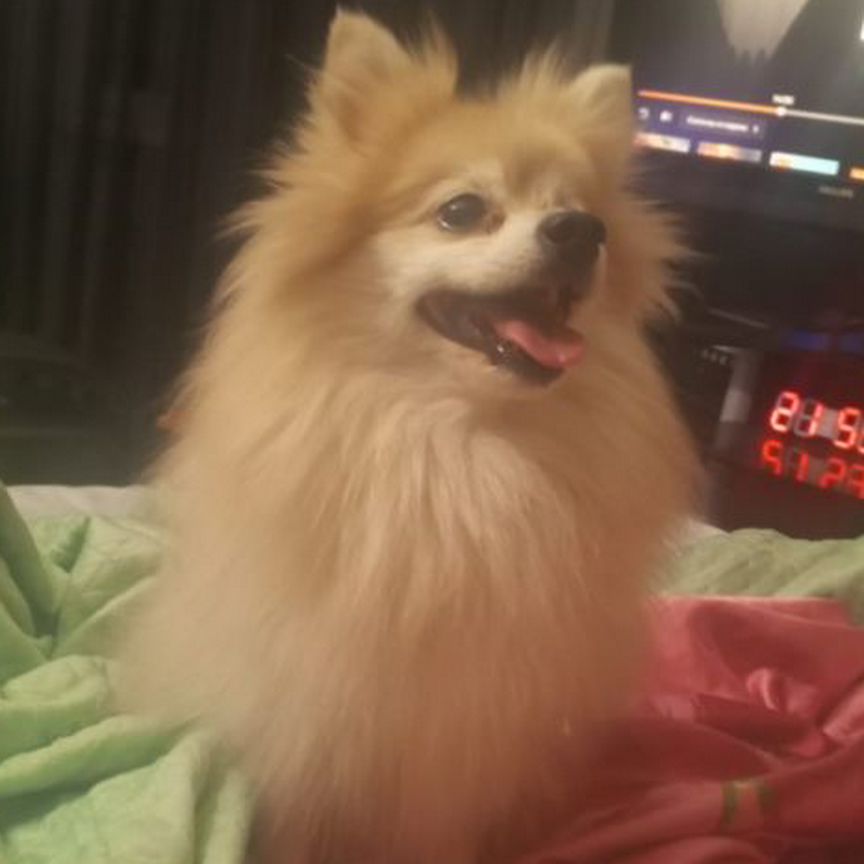 Померанский шпиц, взрослая собака