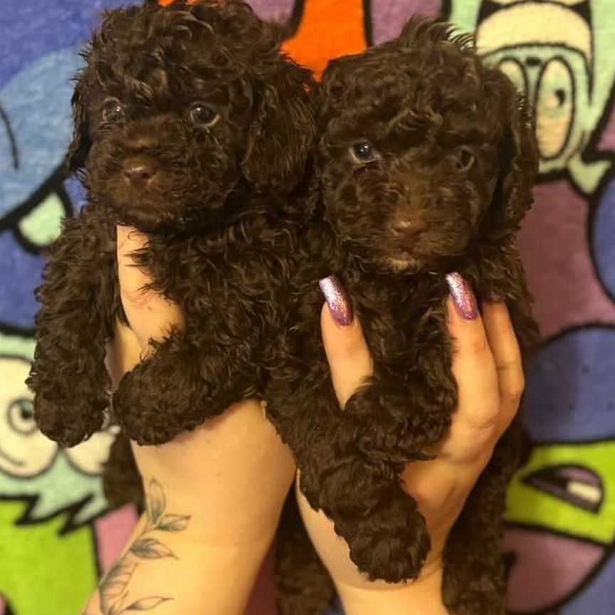 Той-пудель, щенок