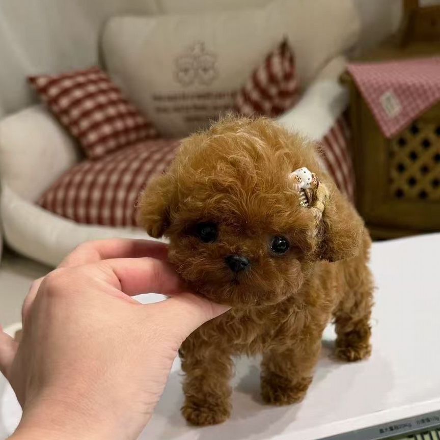 Мальтипу, щенок