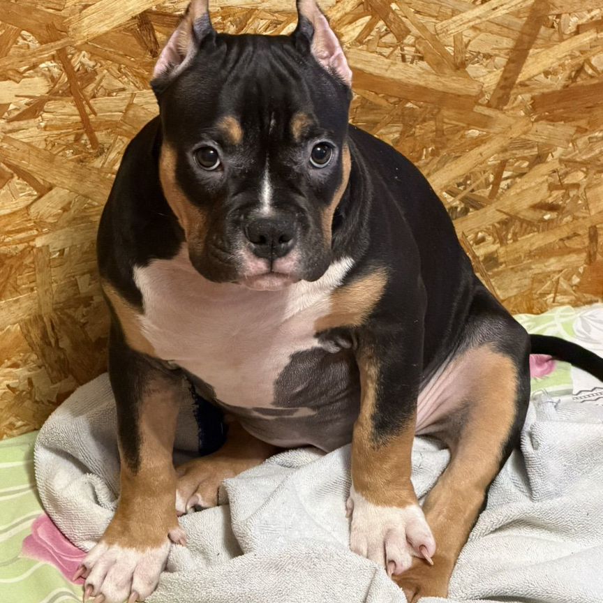 Американский булли, щенок