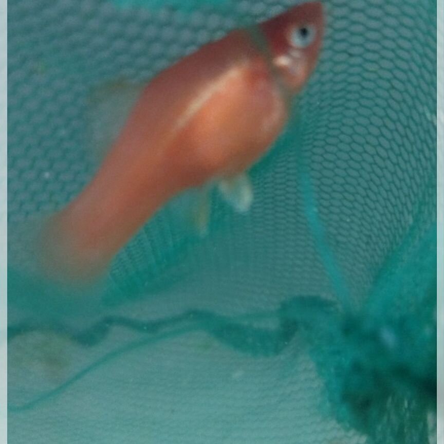 Меченосцы красные