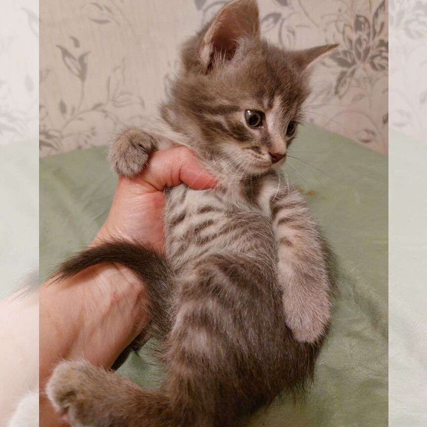 Котёнок в добрые руки