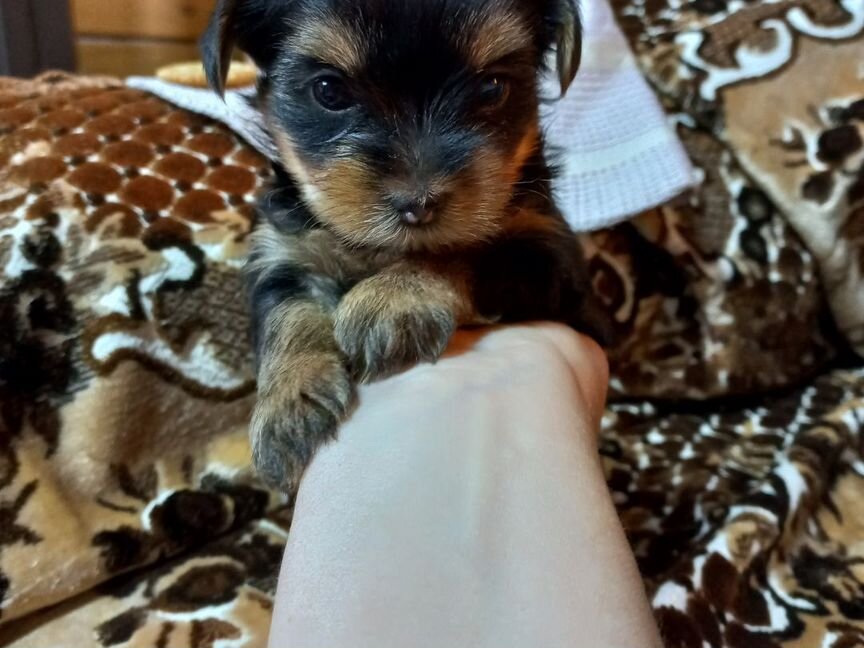 Йоркширский терьер щенки