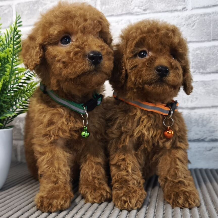 Той-пудель, щенок