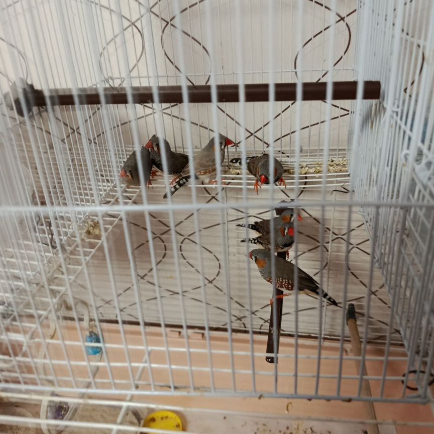 Осталось 4 самца амадин. Цена снижена