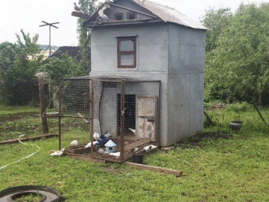 Голуби