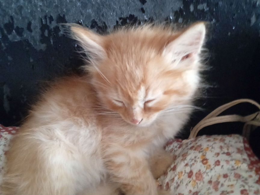 Кошка