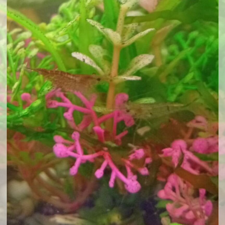 Аквариумные креветки