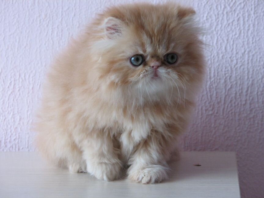 Персидский котик