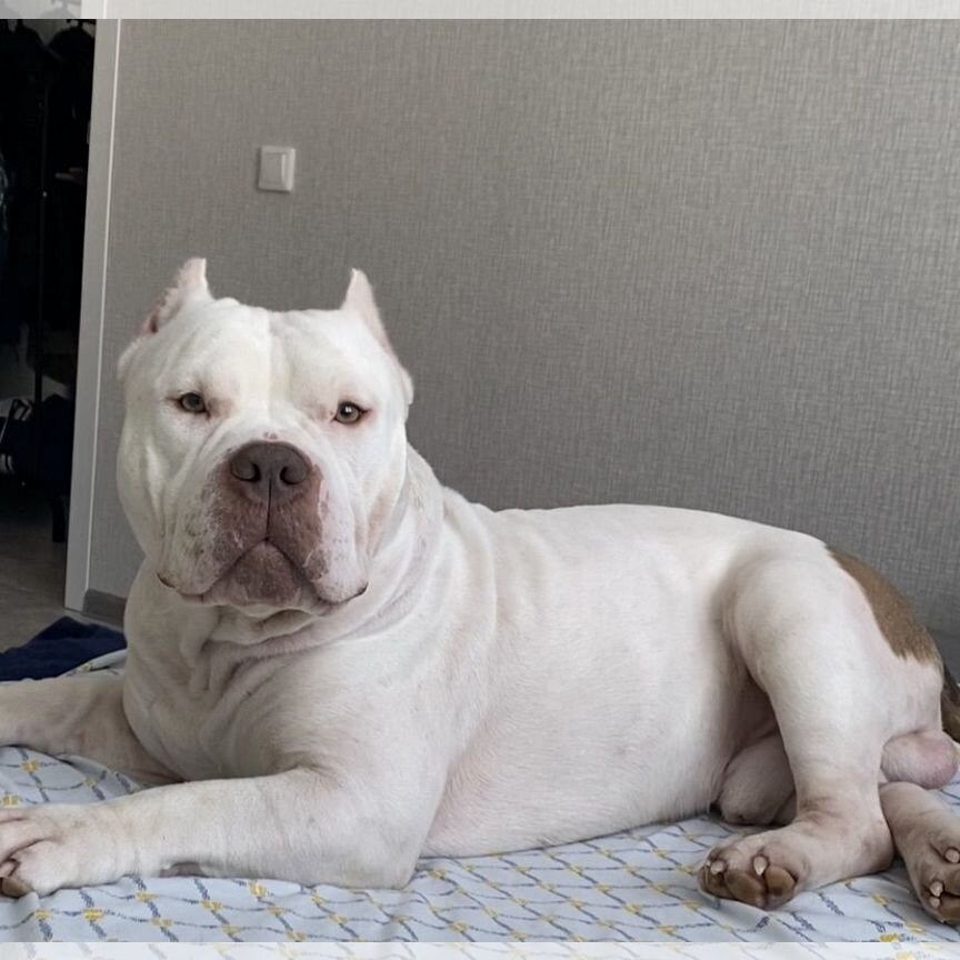 Кобель на вязку булли