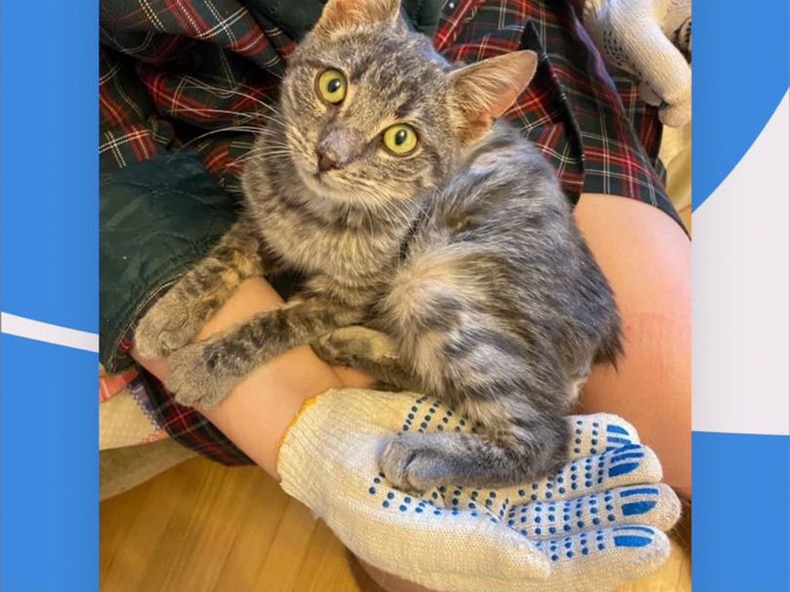 Котята отдам бесплатно