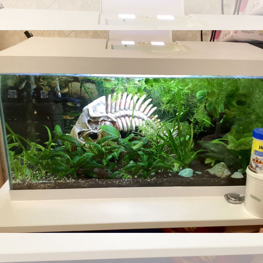 Мальки гуппи