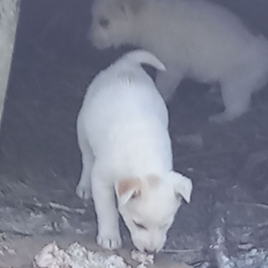 Щенок в добрые руки