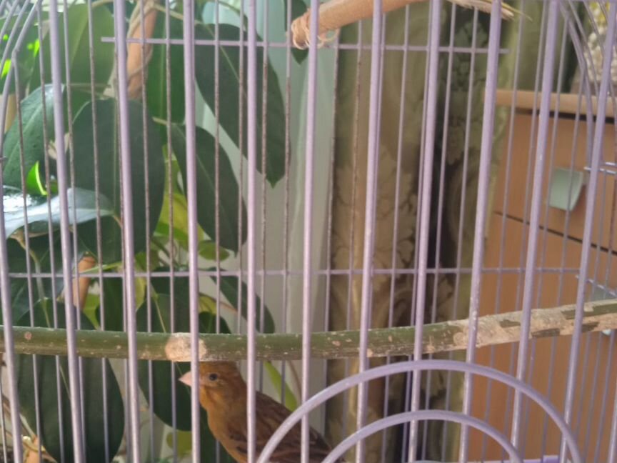 Пара канареек