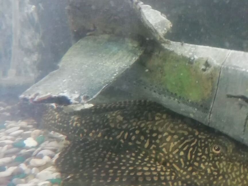 Сом большой