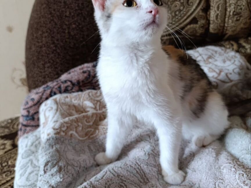 Кошечка в добрые руки