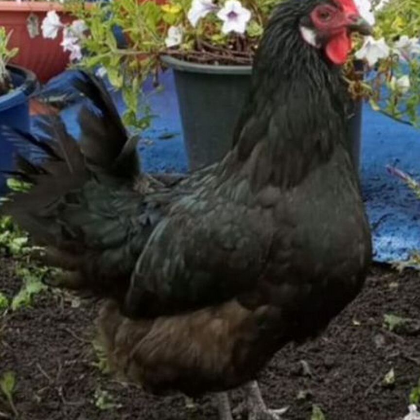 Курицы несушки Минорка