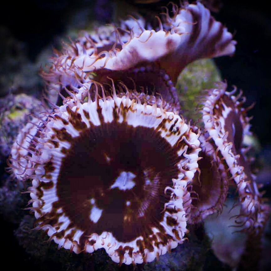 Palythoa grandis шаколадную