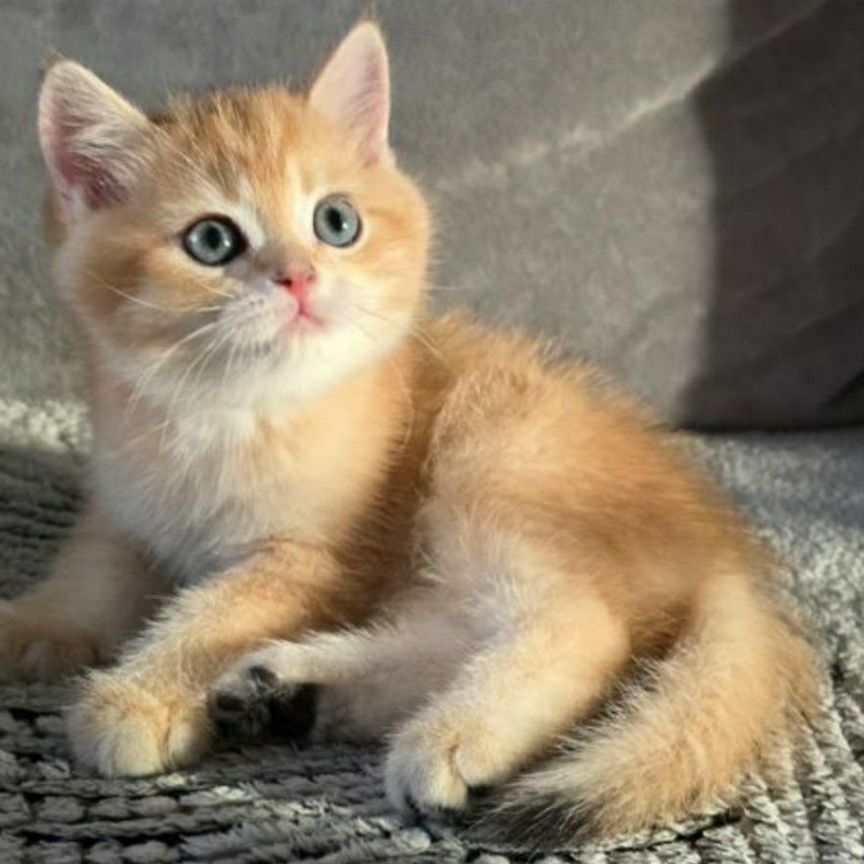 Шотландский прямоухий короткошёрстный котёнок