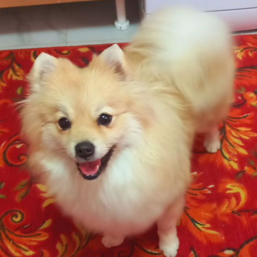 Померанский шпиц, взрослая собака