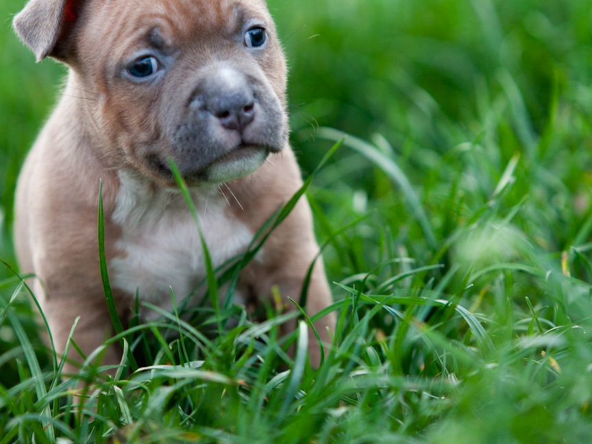 Амстафф мальчик (питомник)