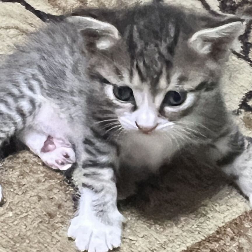 Котёнок в добрые руки
