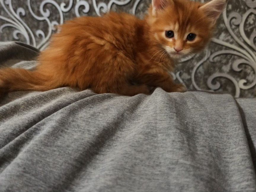 Маленькие лисята