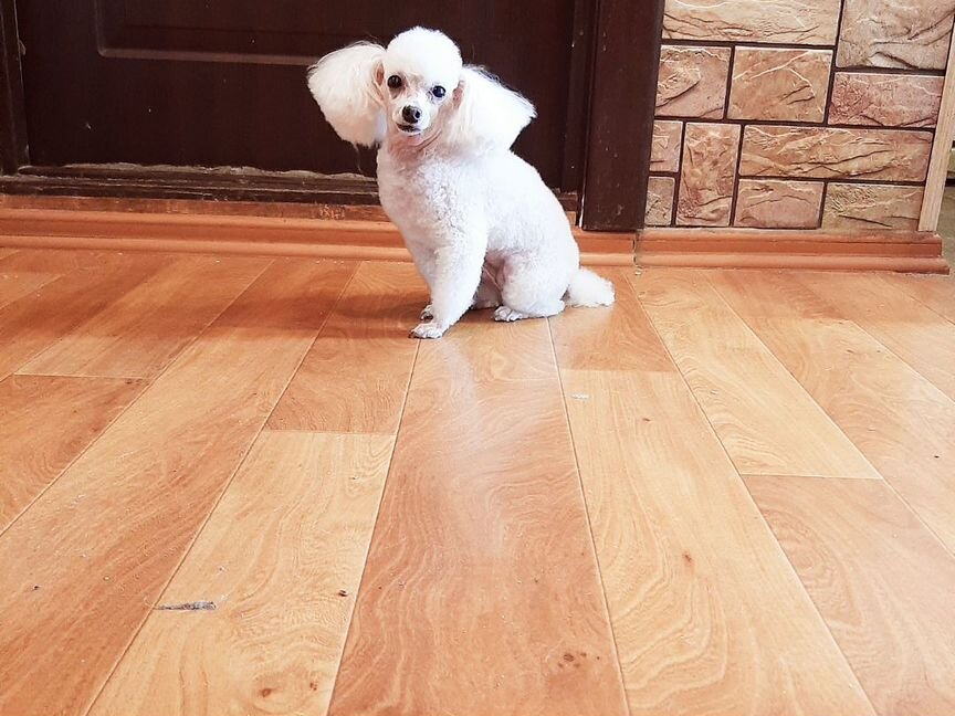 Для вязок той пудель