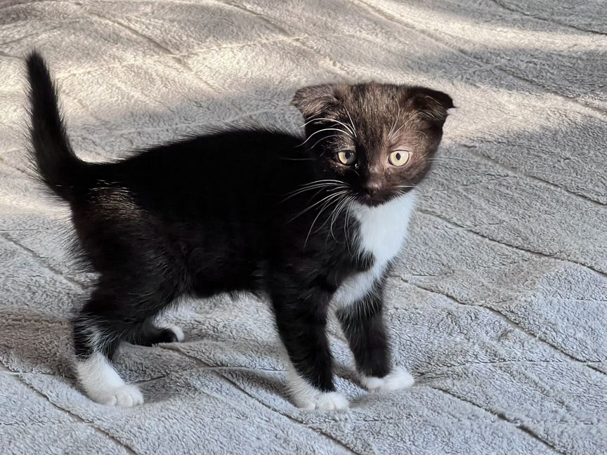 Вислоухая кошечка