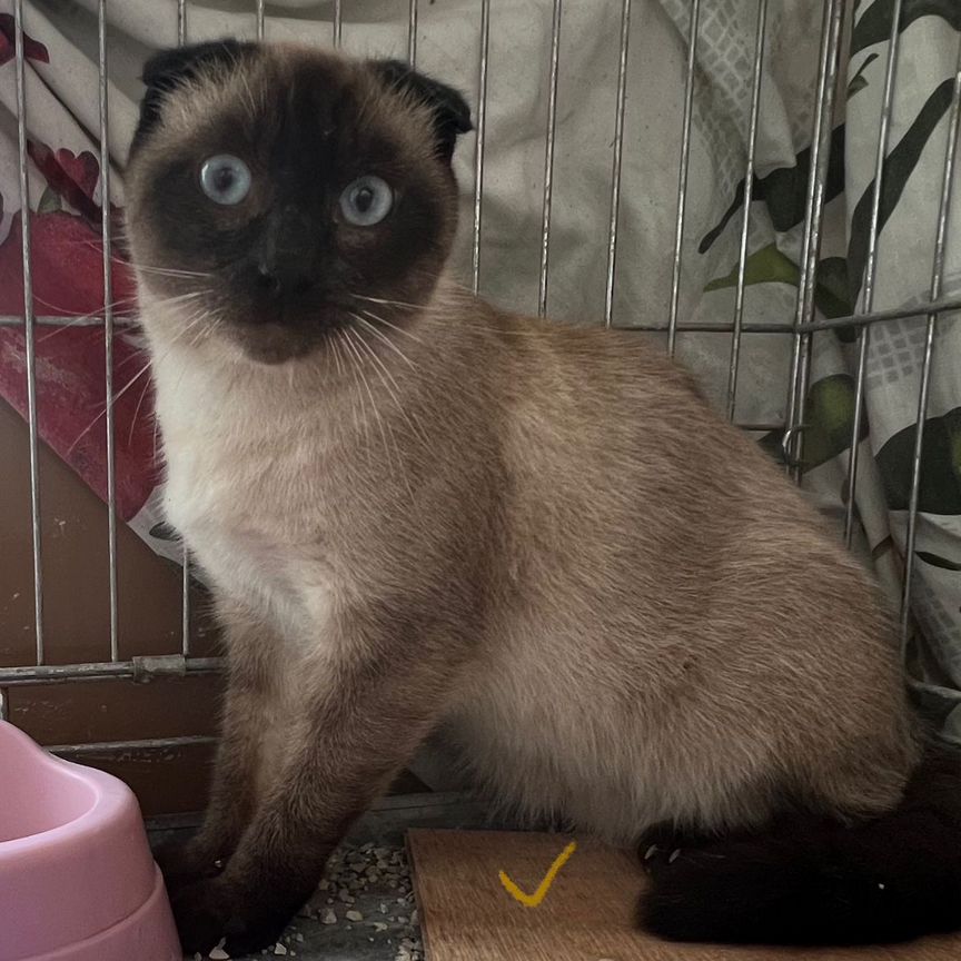Котик в добрые руки