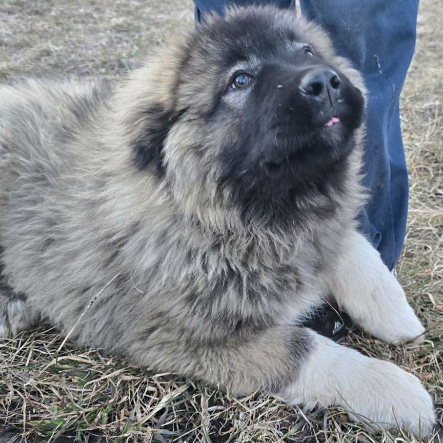 Кавказская девочка