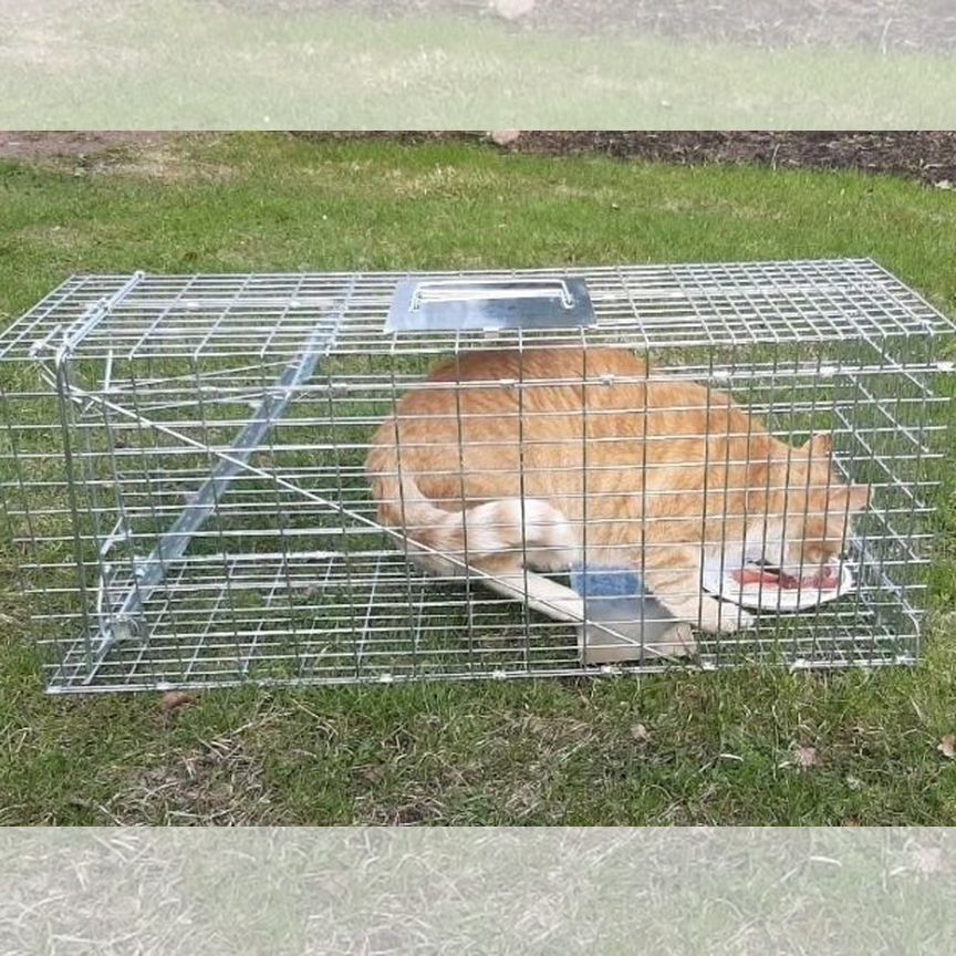 Котоловка-кошколовка для кошек