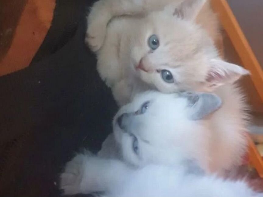 Британские котята
