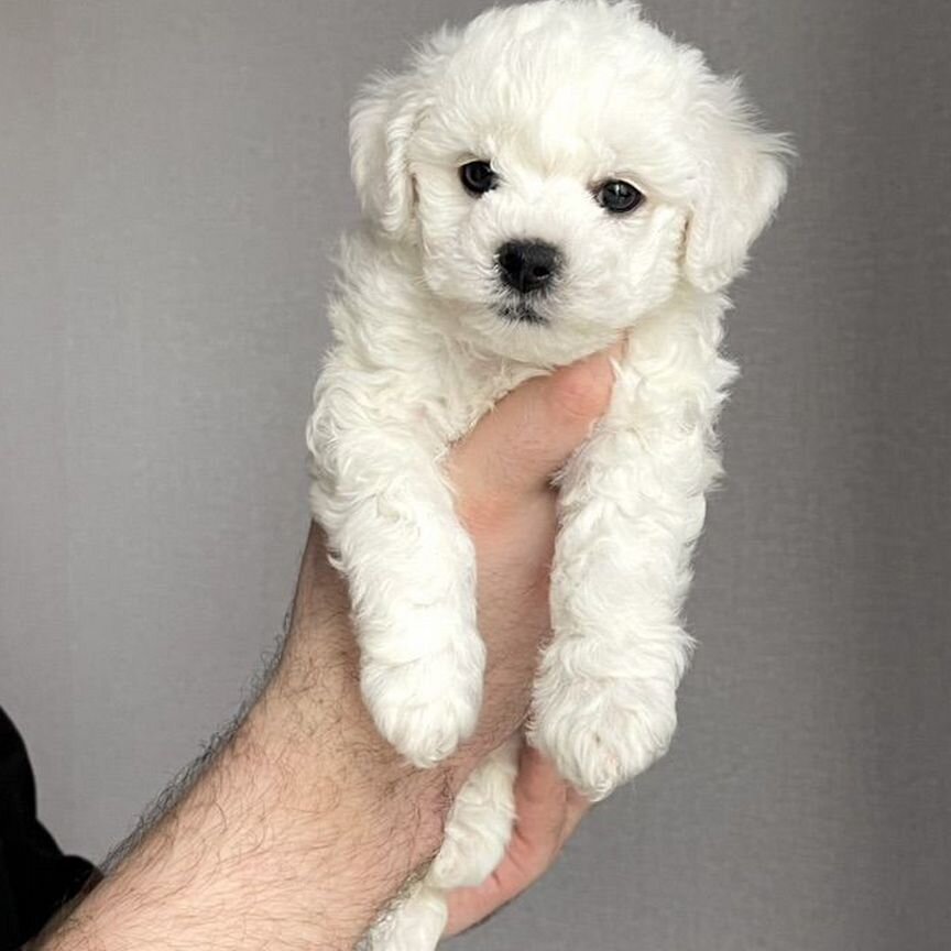 Девочка той-пуделя (мордашка мальтипу)