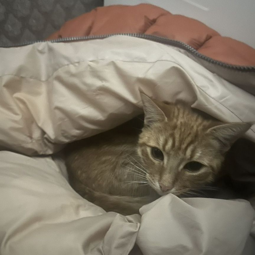 Кот в добрые руки