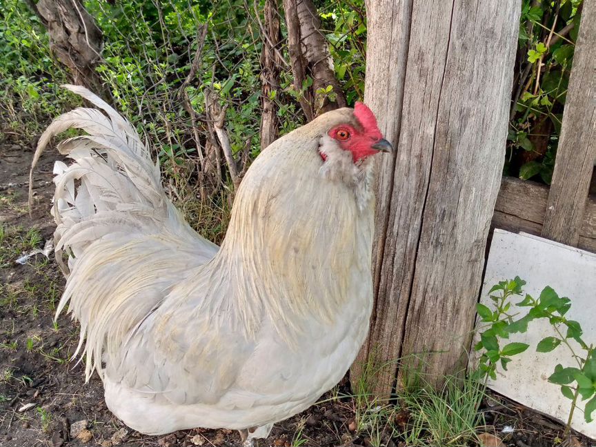 Петух амераукана лаванда,не крикливый,добрый