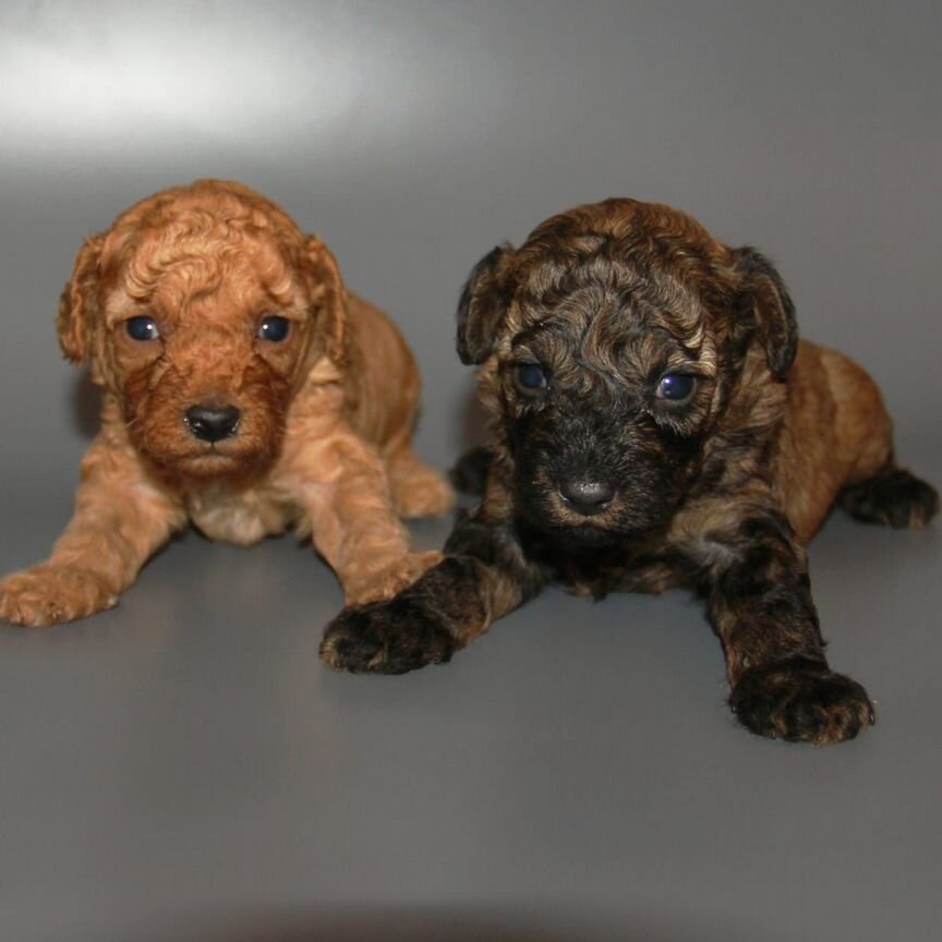 Той-пудель, щенок