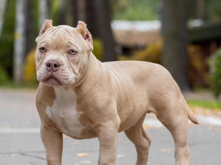 Американский булли мальчик Мартин