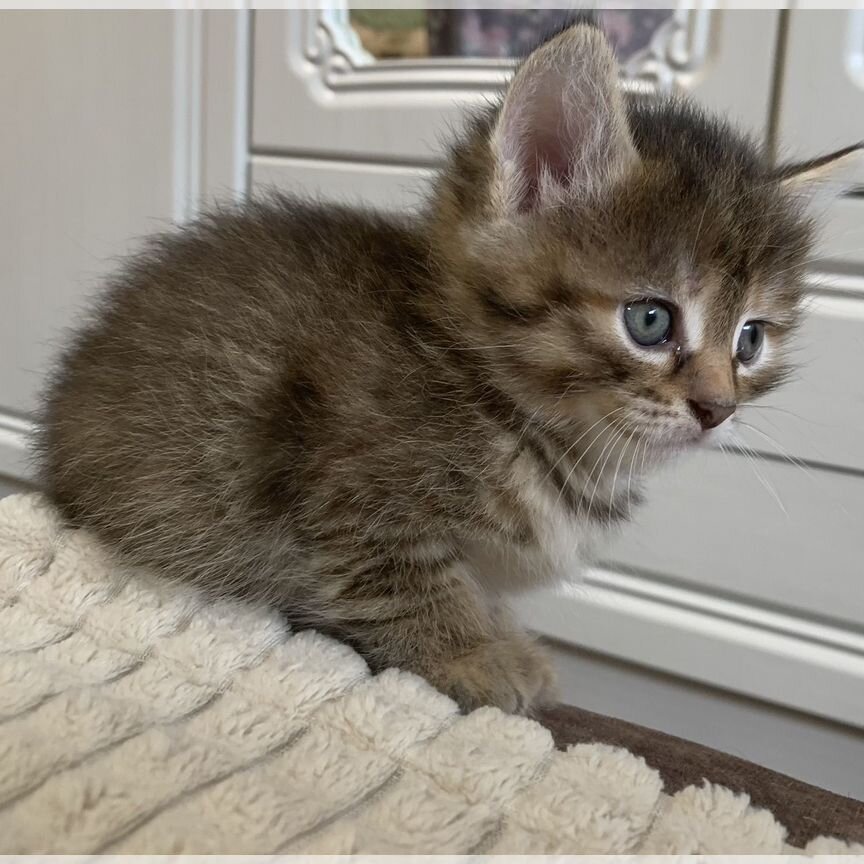 Котёнок в добрые руки