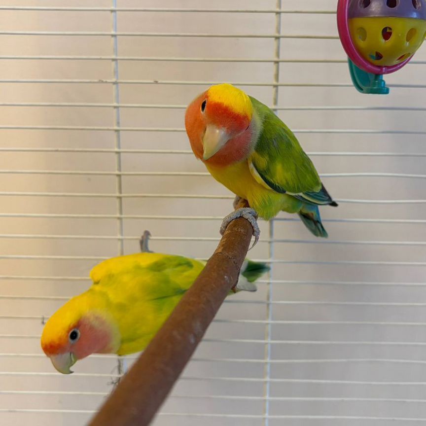 Попугай неразлучники с клеткой