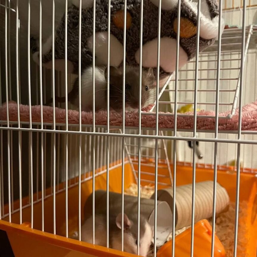 Клетка для грызунов, хомяка бу