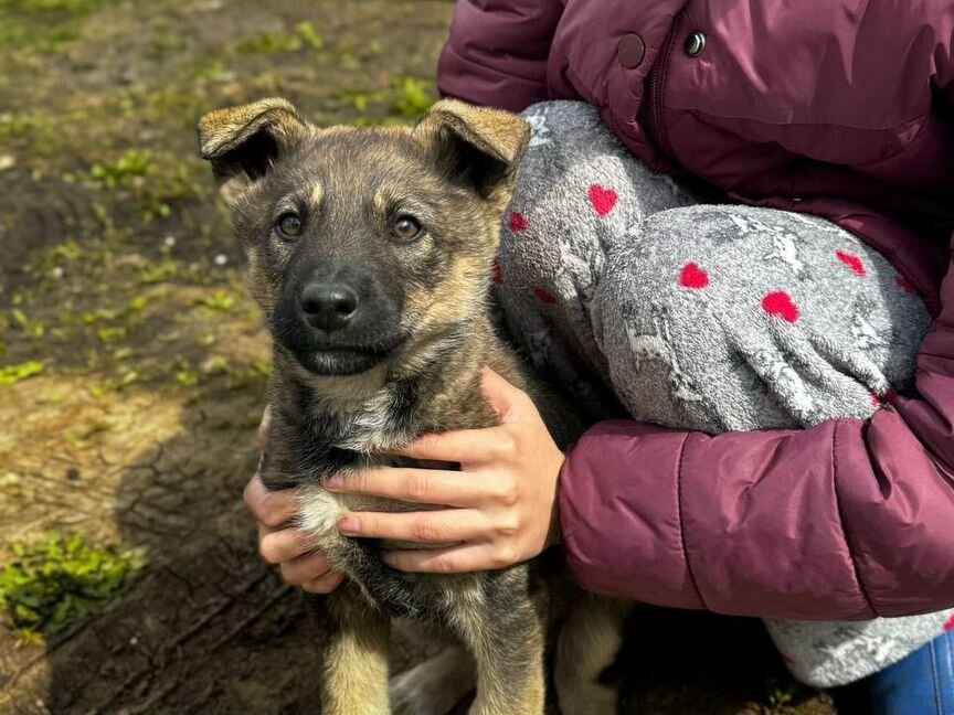 Щенки лайки