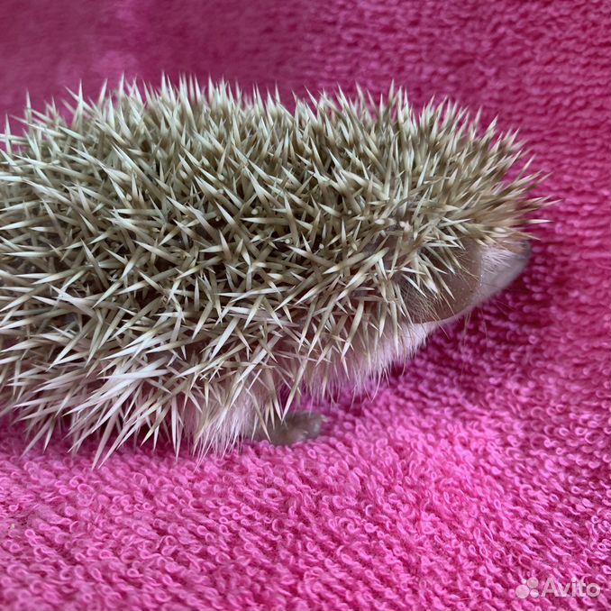 Ёжики Африканские Карликовые, мальчик