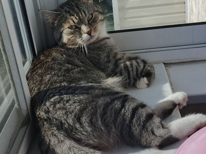 Кот в добрые руки
